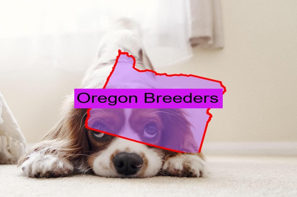 Reputable Cavalier King Charles Spaniel Breeders in Oregon: Prices of ...