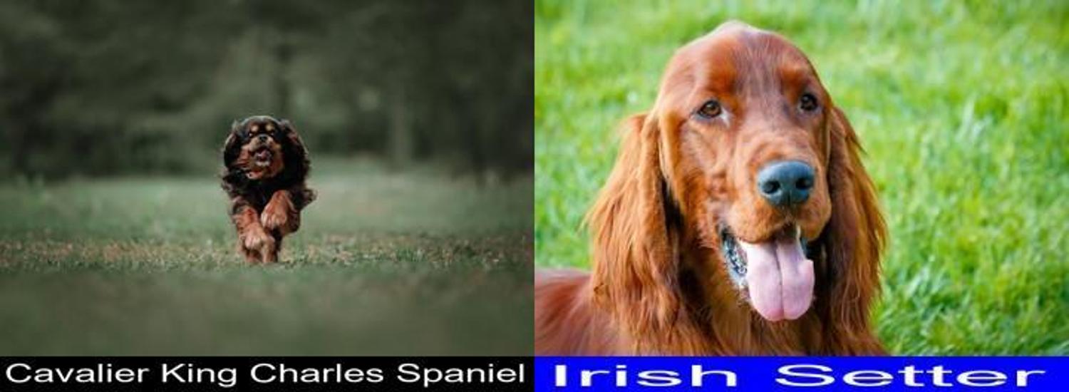 Differences and Similarities between the Cavalier King Charles Spaniel ...