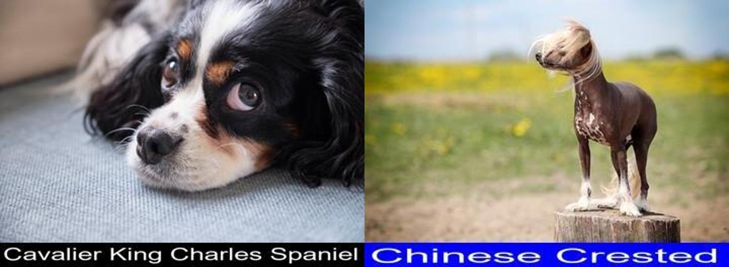 Why you Should Get the Cavalier King Charles Spaniel Instead of the ...