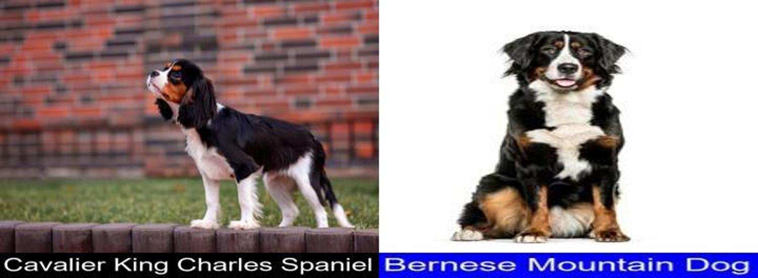 Why you Should Get the Cavalier King Charles Spaniel Instead of the ...
